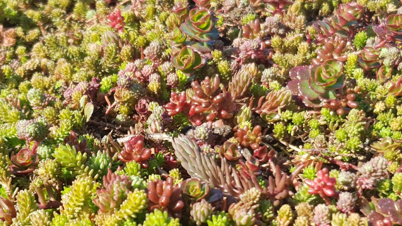 Waarom sedum?