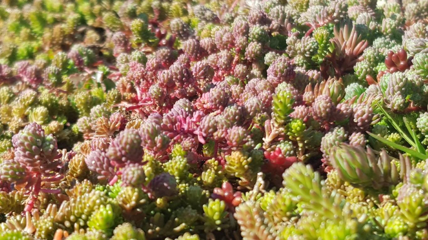 Waarom sedum?