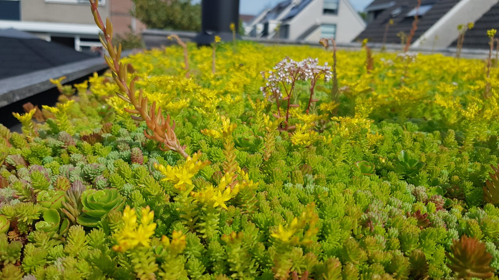 Waarom sedum?